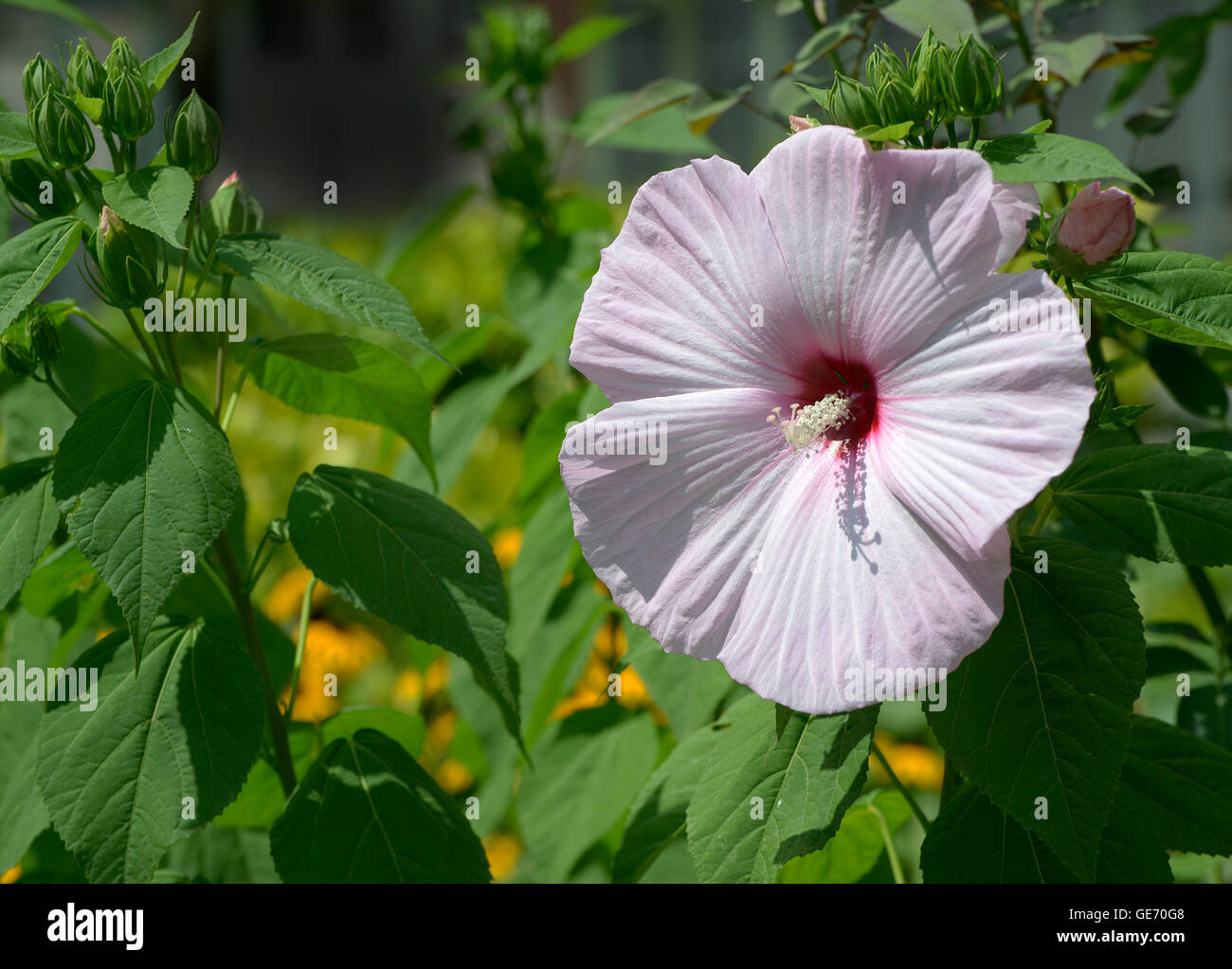 Hibiscus syriacus flower hi-res stock photography and images - Alamy