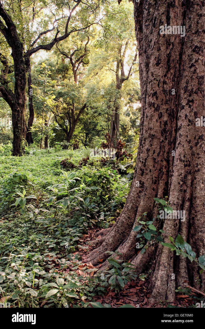 Color of nature hi-res stock photography and images - Alamy