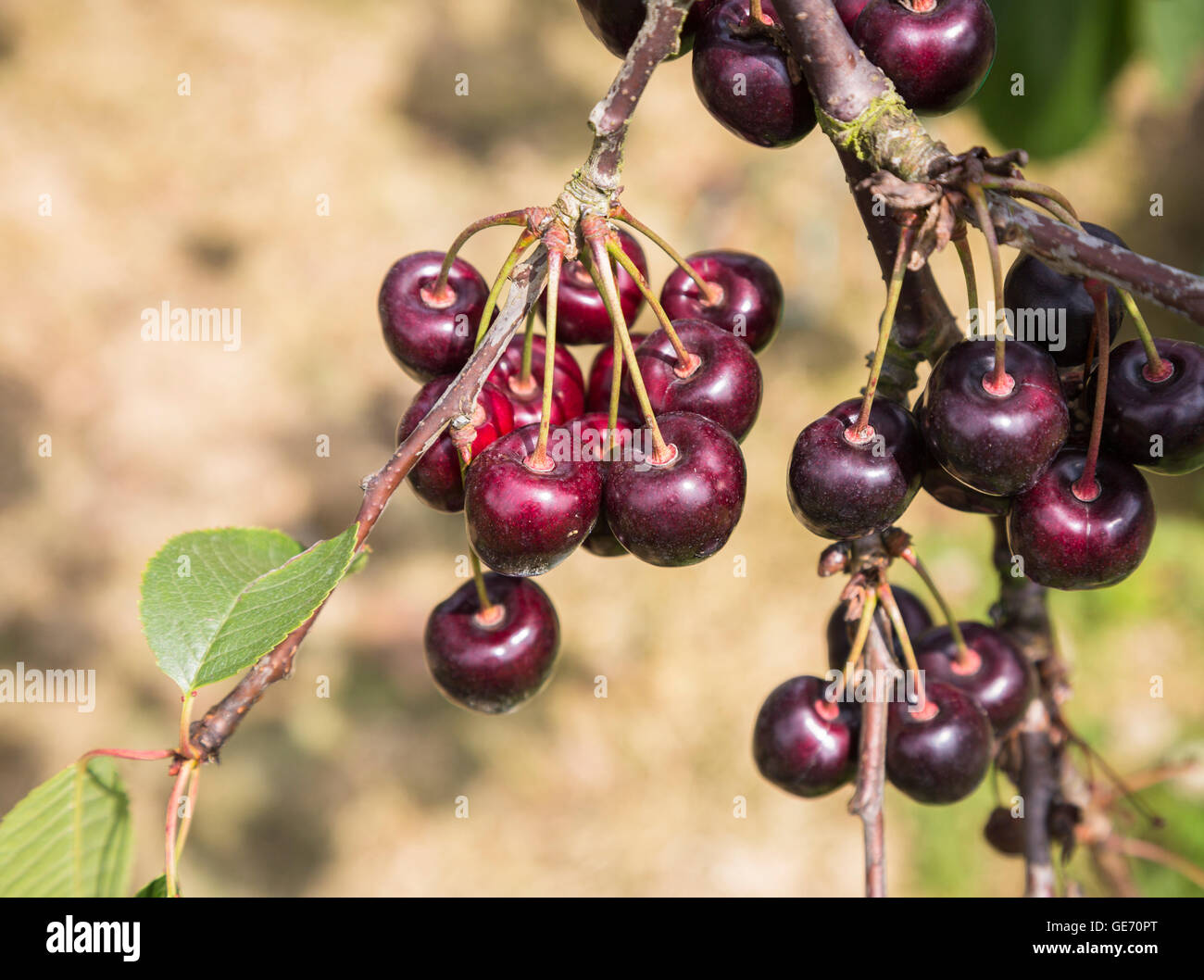 Ripe fresh cherries growing on the tree at Northiam on the East Sussex ...