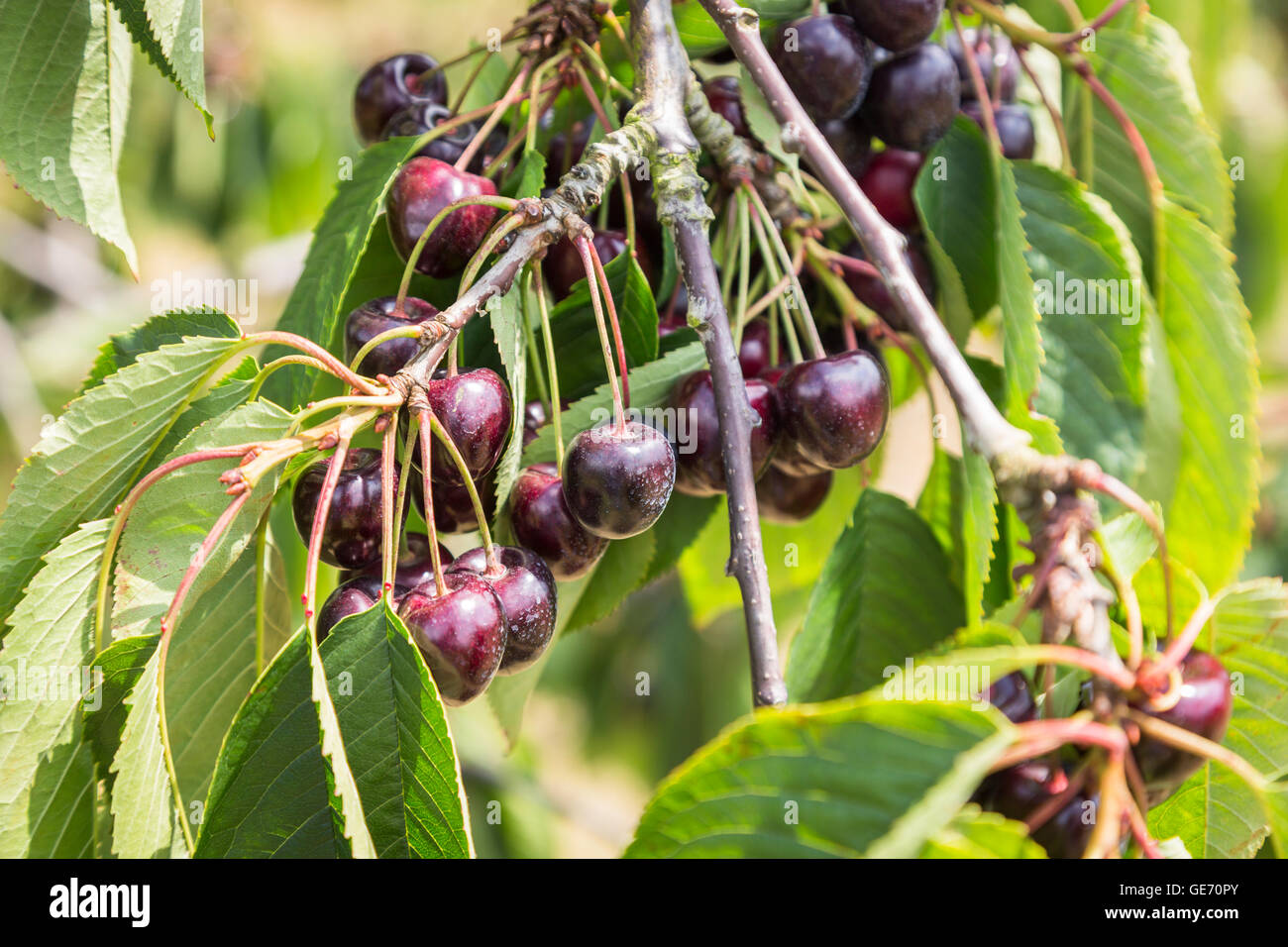 Kent border hi-res stock photography and images - Alamy