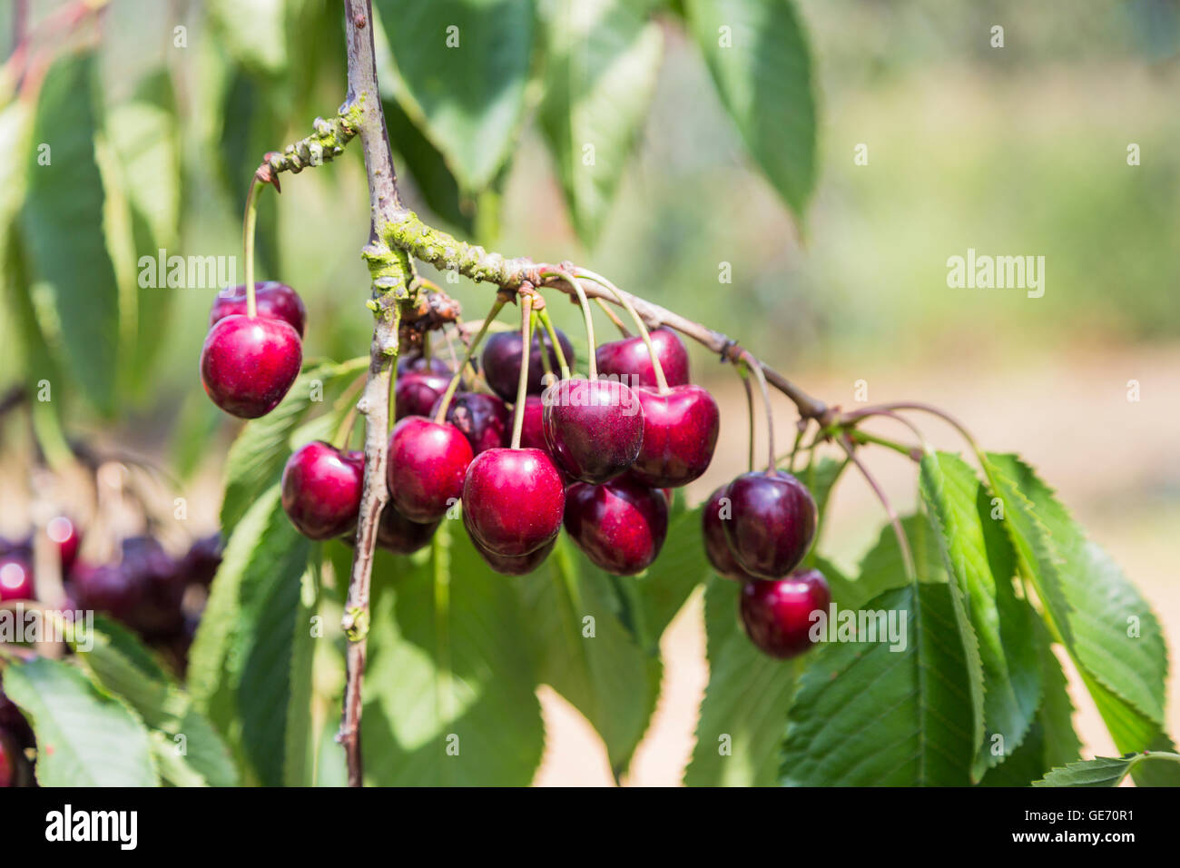Ripe east sussex hi-res stock photography and images - Alamy