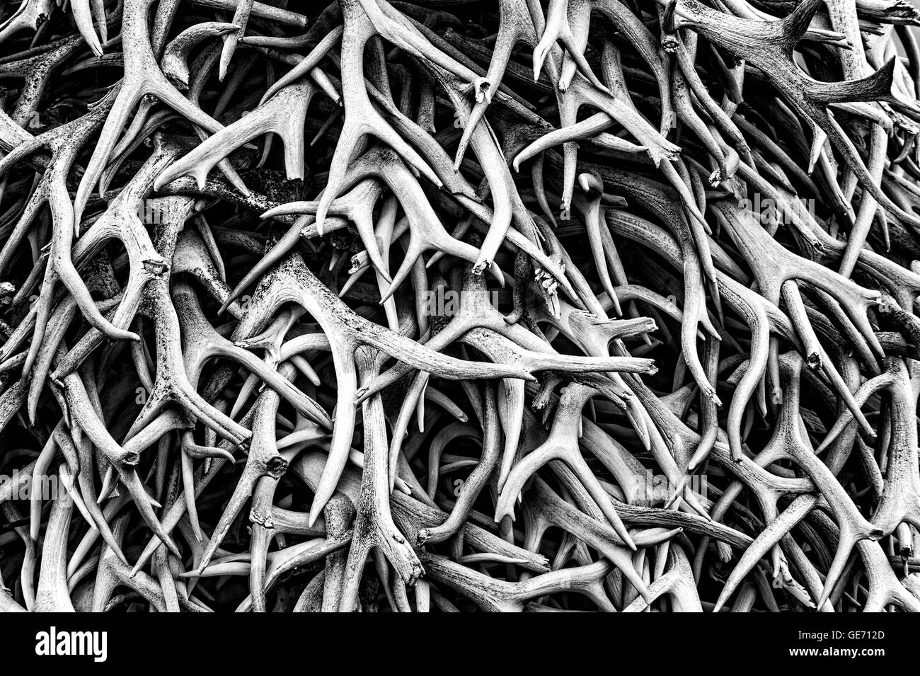 Pile of Antlers Stock Photo - Alamy