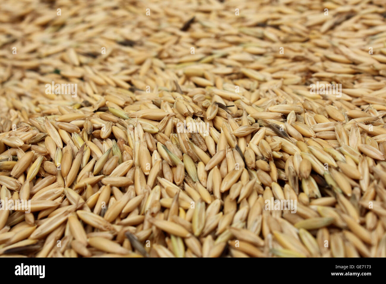 Oat husks hi-res stock photography and images - Alamy