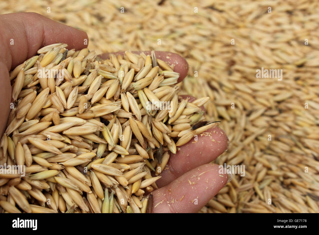 A hand holding oats Stock Photo - Alamy