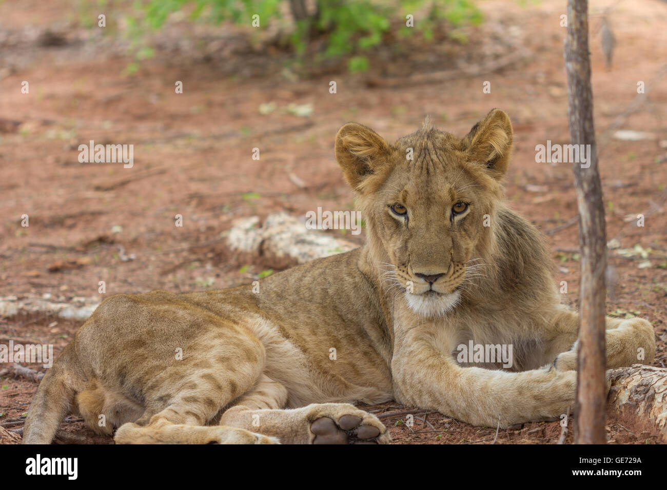 Young lion in Africa Stock Photo - Alamy