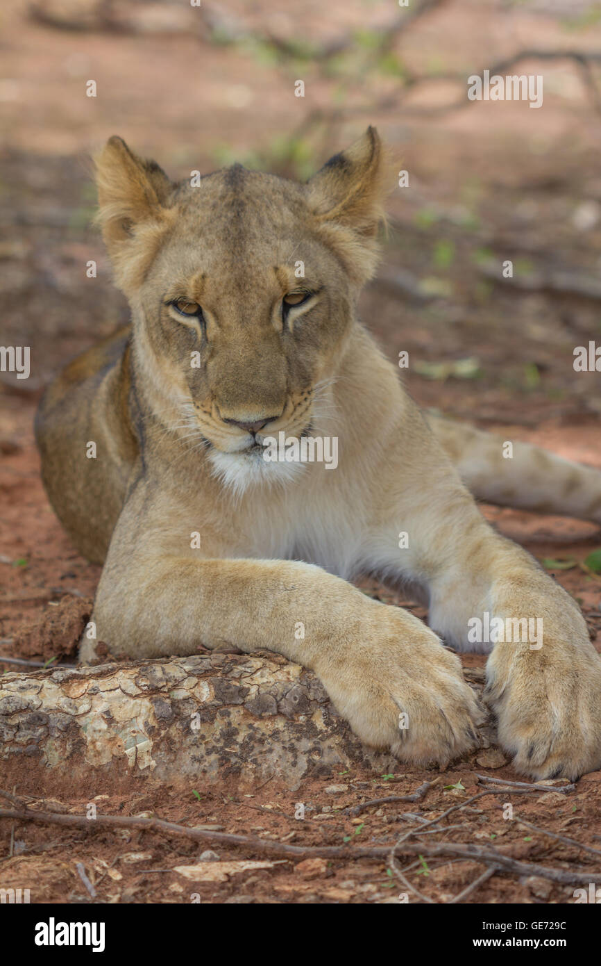 Lioness resting in African Safari Stock Photo - Alamy