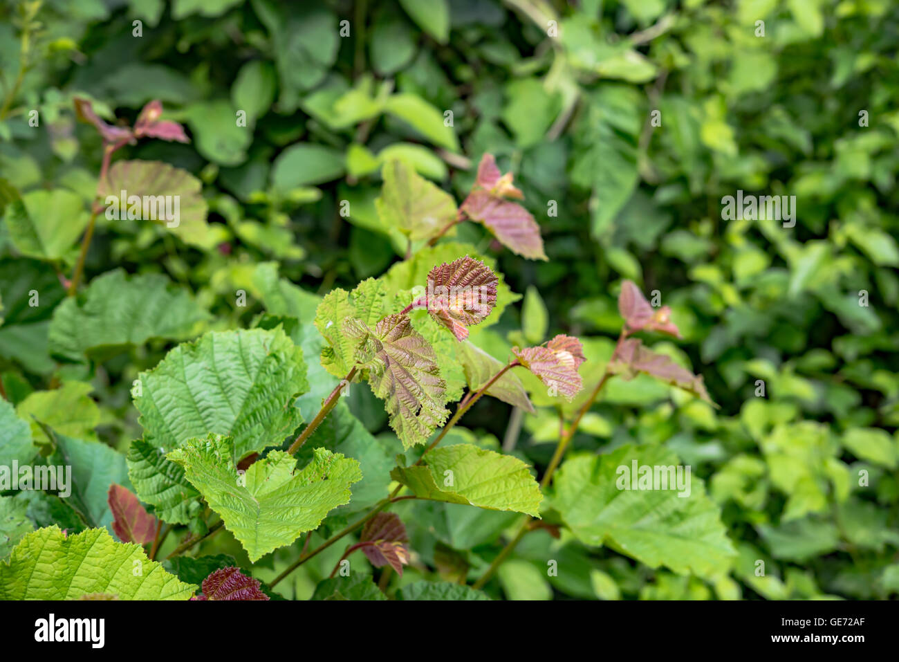 green plants background in summer in Germany Stock Photo - Alamy