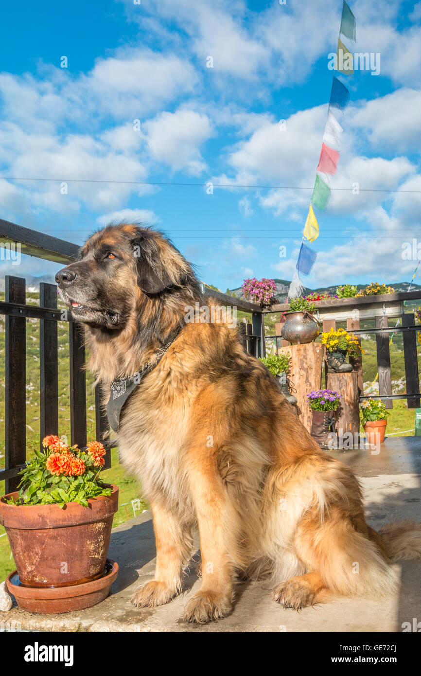 Bernese mountain dog in the alps hi-res stock photography and images ...