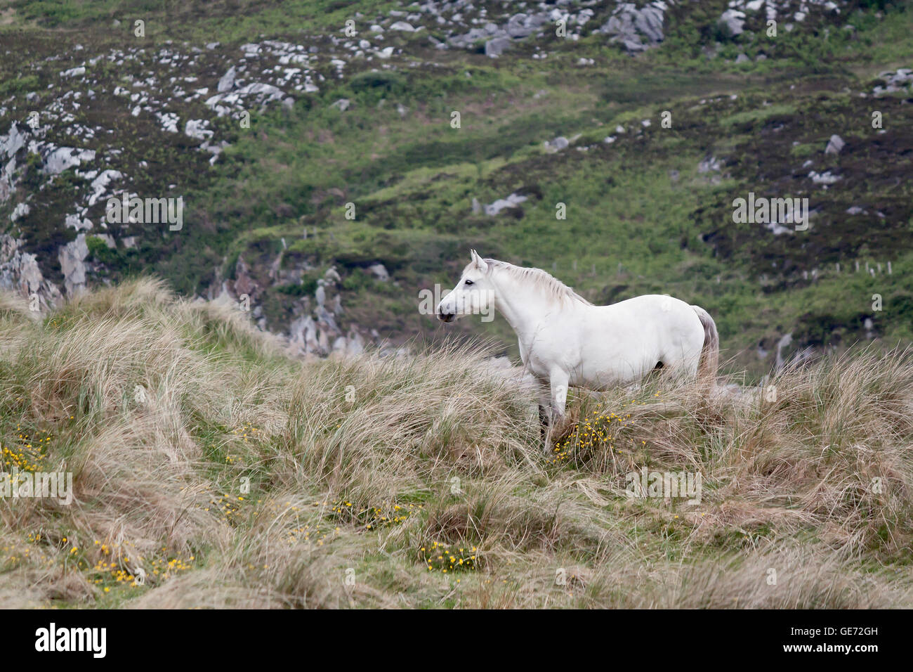 White Horse in Grasslands, Donegal, Ireland Stock Photo - Alamy