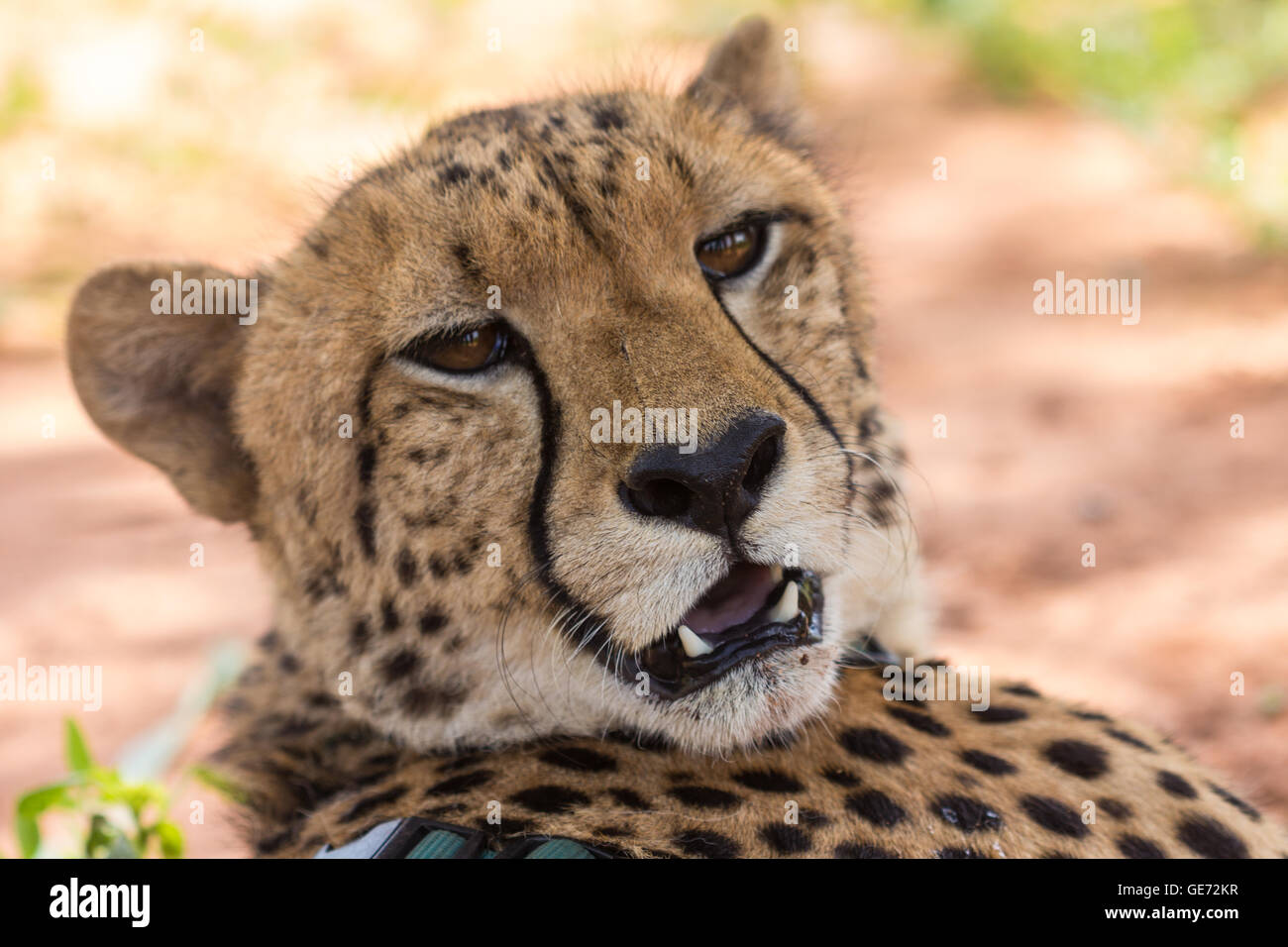 Cheetah closeup photo Stock Photo - Alamy