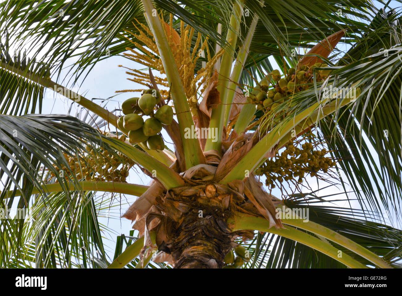 Coconut Palm Trees and sky in Hawaii Stock Photo - Alamy