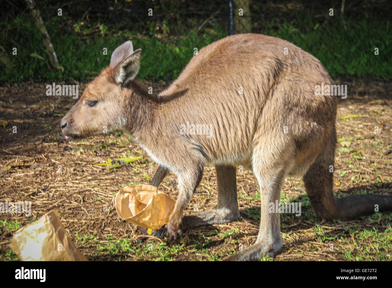 Kangaroo eating trash Stock Photo - Alamy