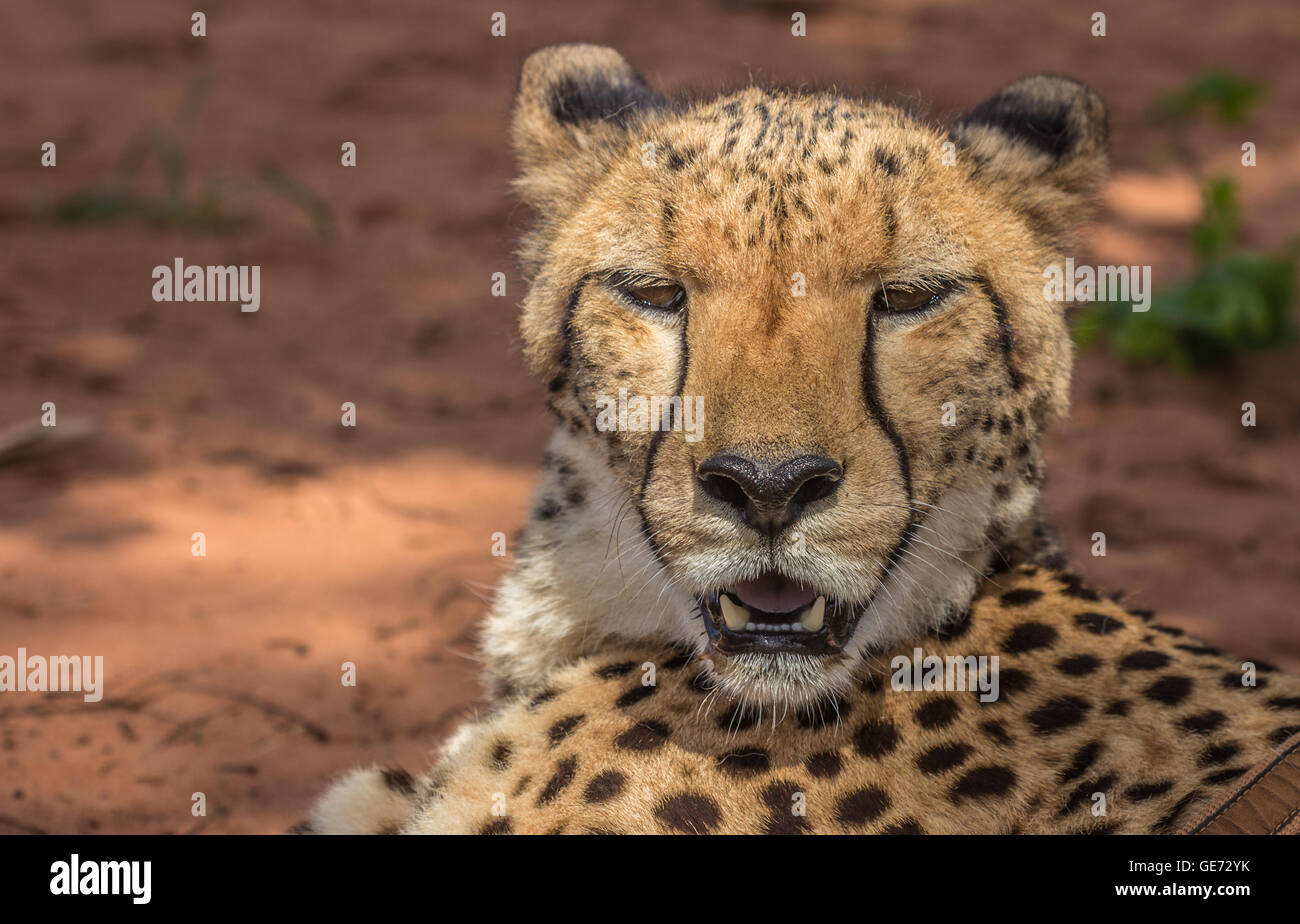 Leopardesses hi-res stock photography and images - Alamy