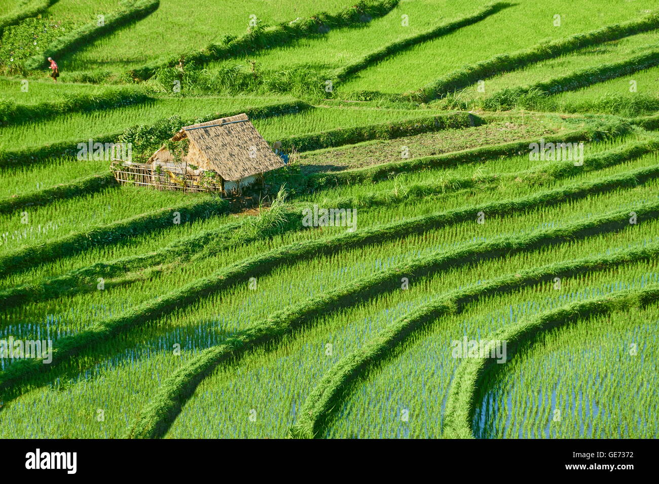 Bali, Indonesia - Rice Terrace Stock Photo - Alamy