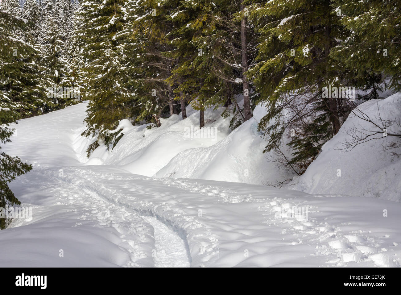 Snowshoe trail and fresh tracks wind through wide forest trail Stock ...