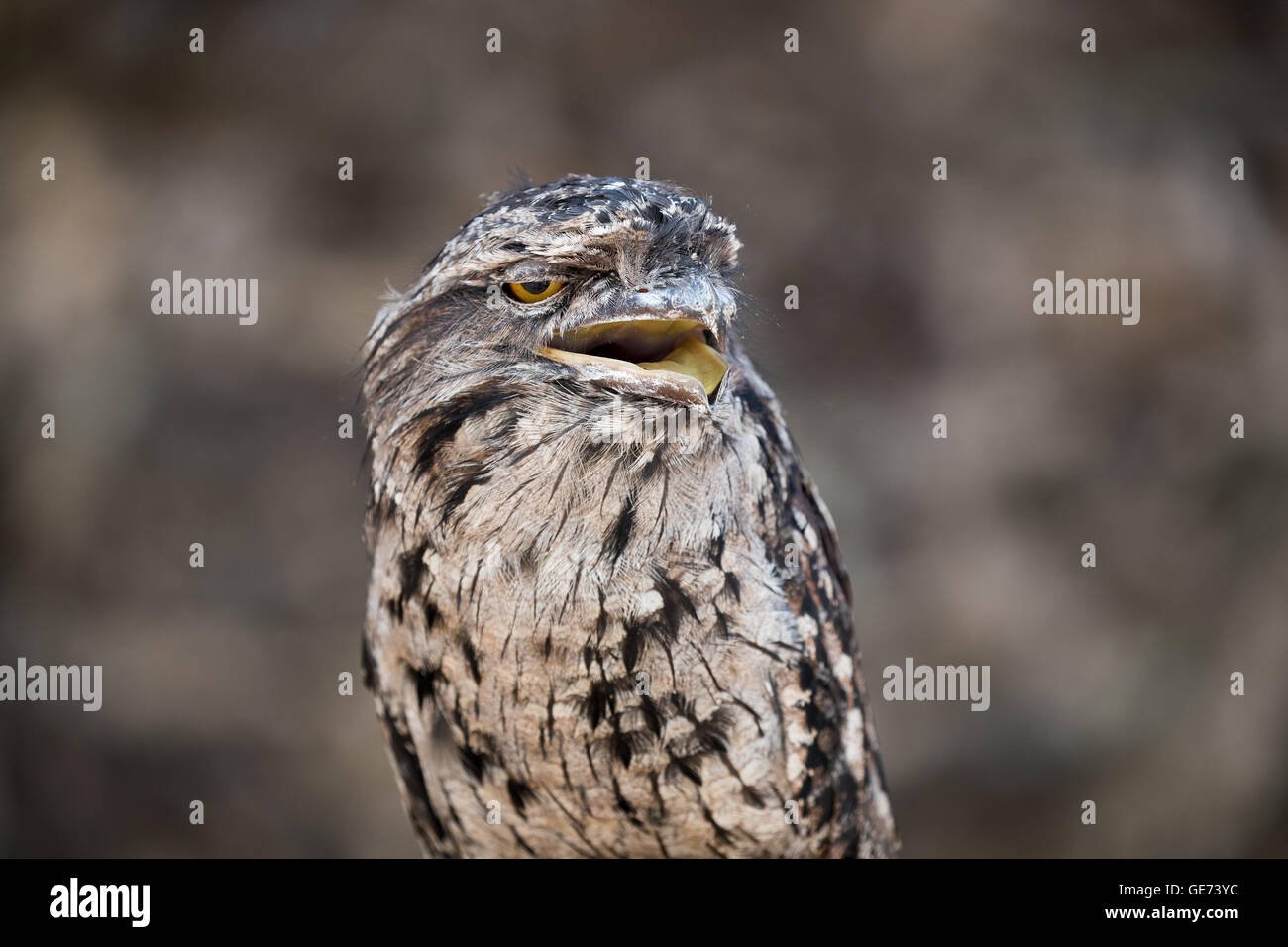 Confused bird species hi-res stock photography and images - Alamy