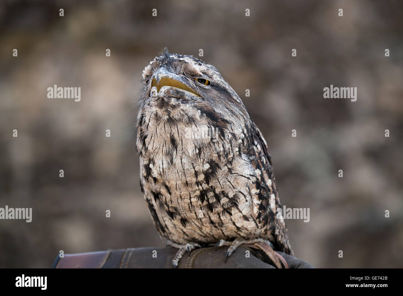 Confused bird species hi-res stock photography and images - Alamy