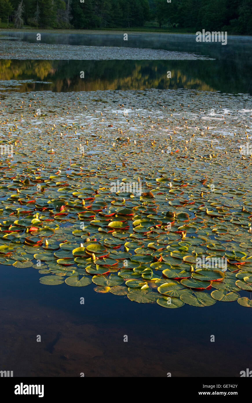 Sunrise lily pads hi-res stock photography and images - Alamy
