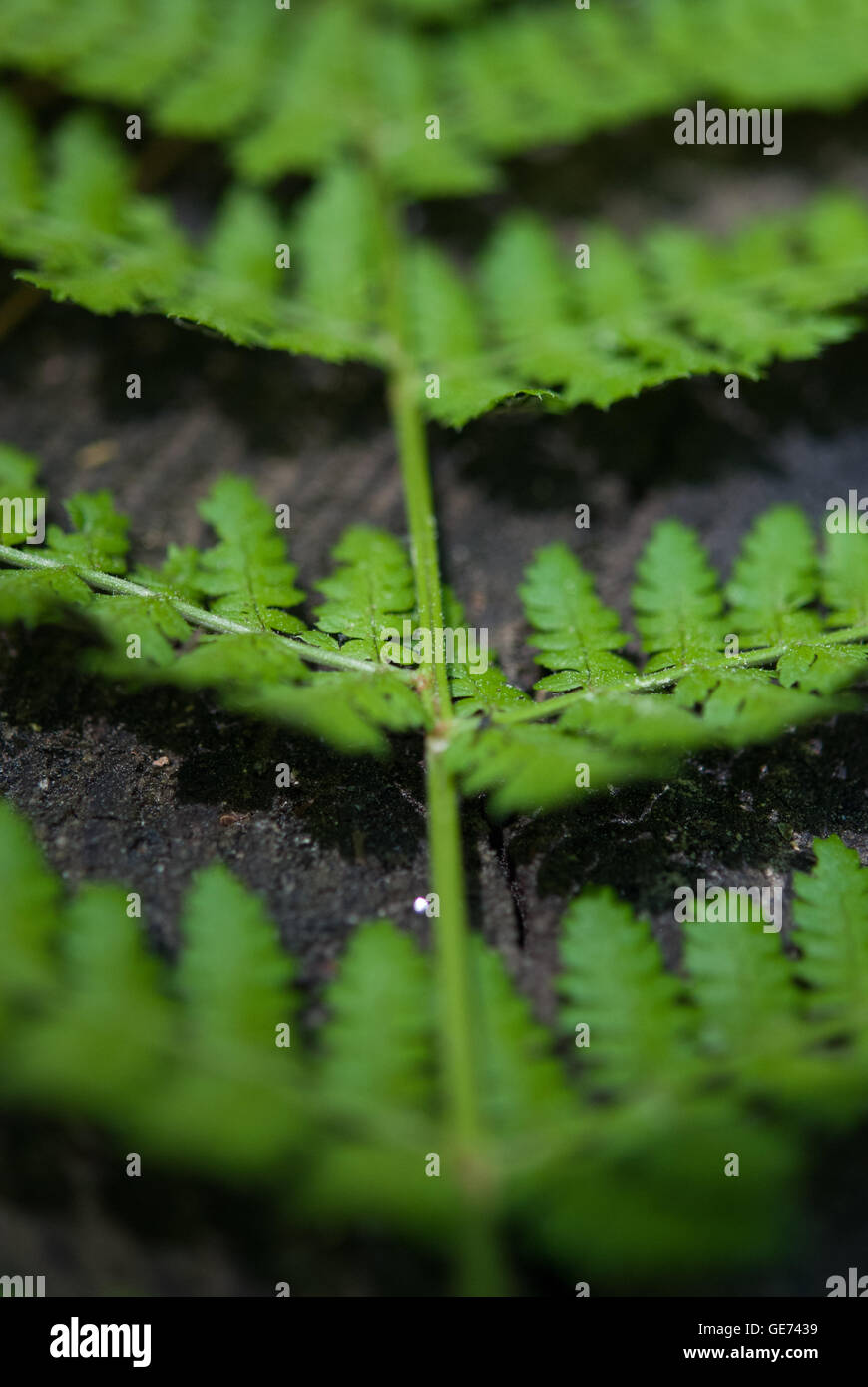 A macro shot of a fern Stock Photo - Alamy