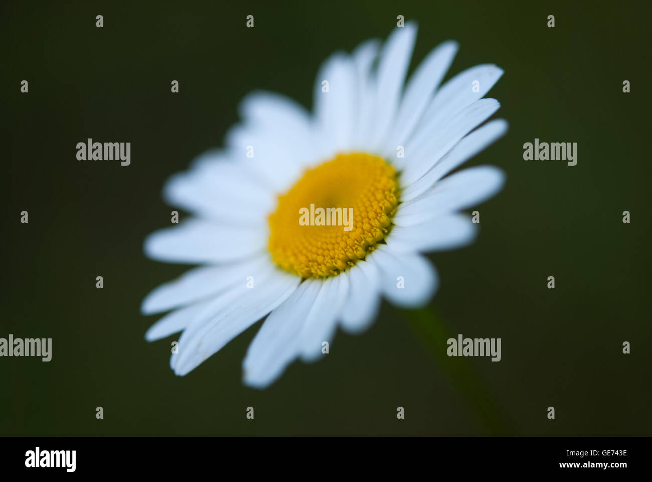 A close up of a daisy Stock Photo - Alamy