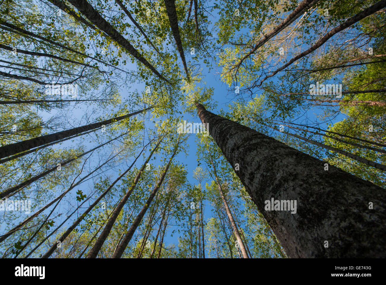 Looking up at trees Stock Photo - Alamy