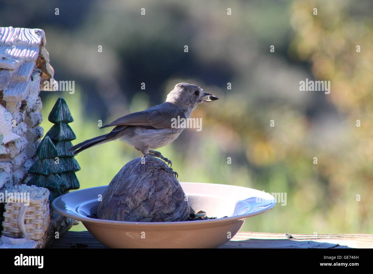Sequoya hi-res stock photography and images - Alamy