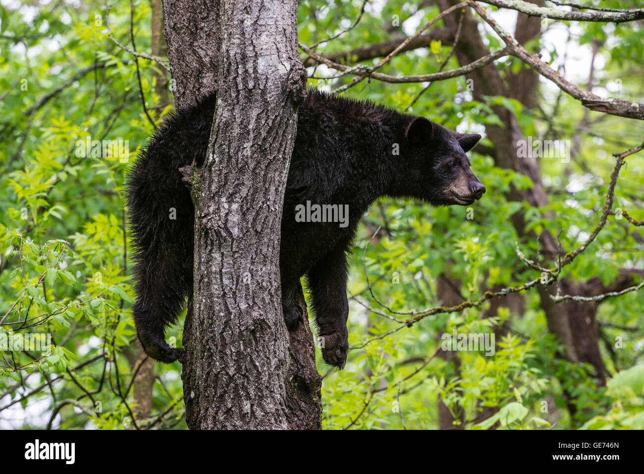 Black bear yearling urus americanus hi-res stock photography and images ...