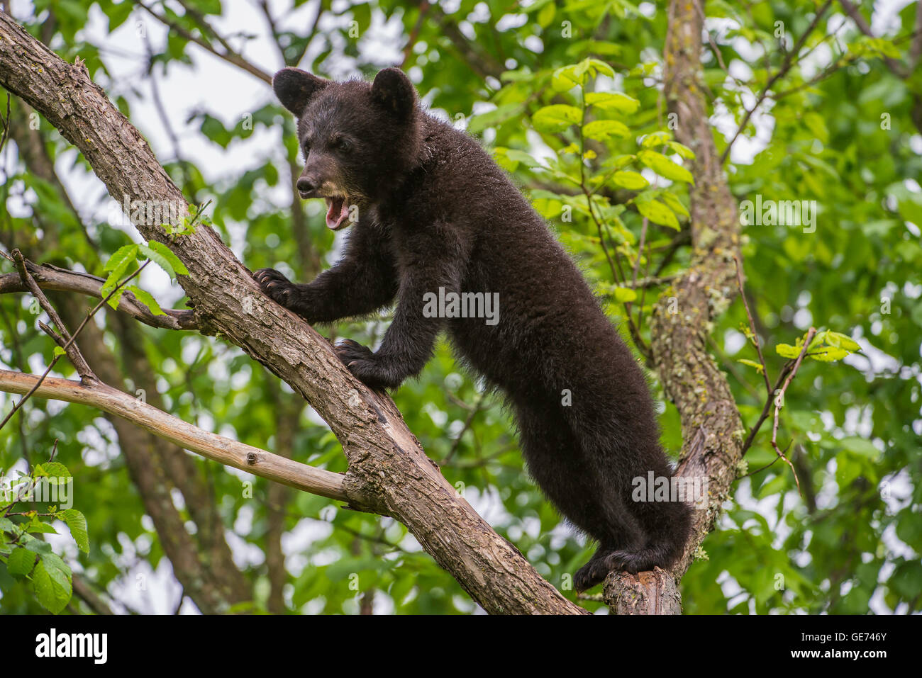 Black bear cubs tree Cut Out Stock Images & Pictures - Alamy