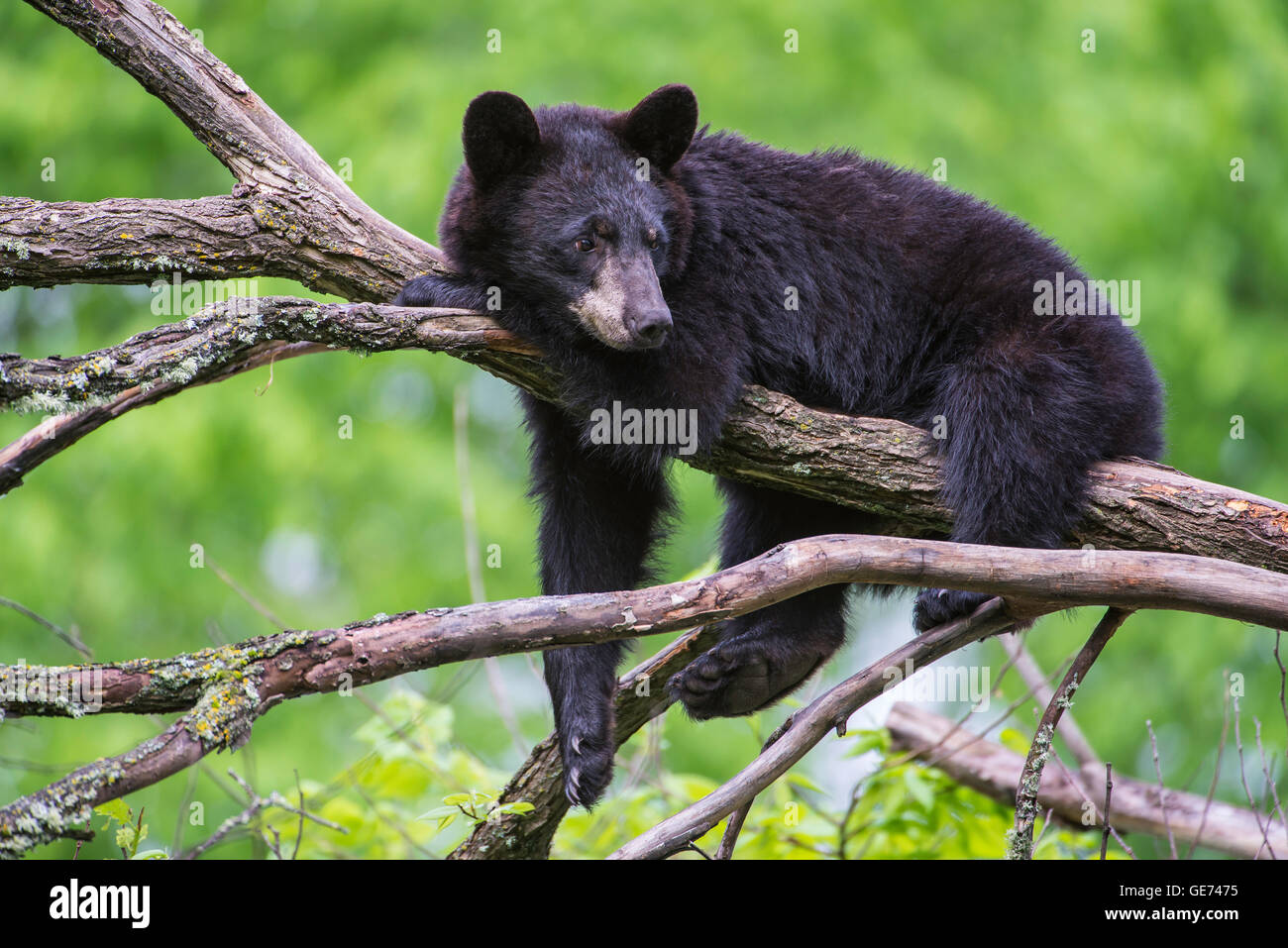 Black bear yearling Urus americanus, resting on branches, in tree ...