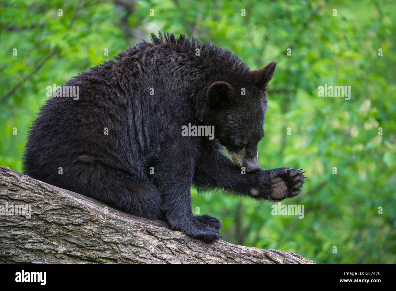 Biome food chain hi-res stock photography and images - Alamy