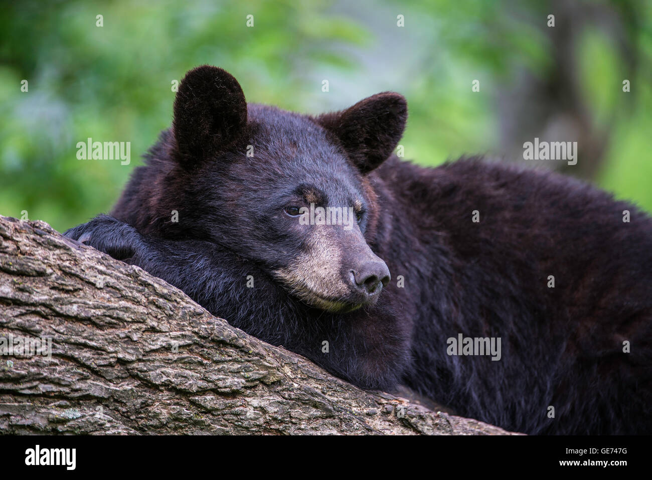 Black bear yearling urus americanus hi-res stock photography and images ...