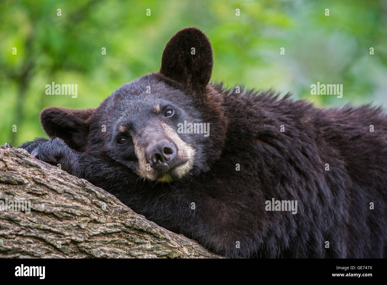 Black bear yearling Urus americanus, resting in tree, North America ...