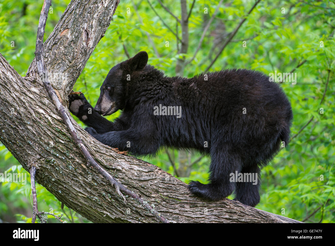 Black bear yearling Urus americanus, stretching, clawing bark of tree ...