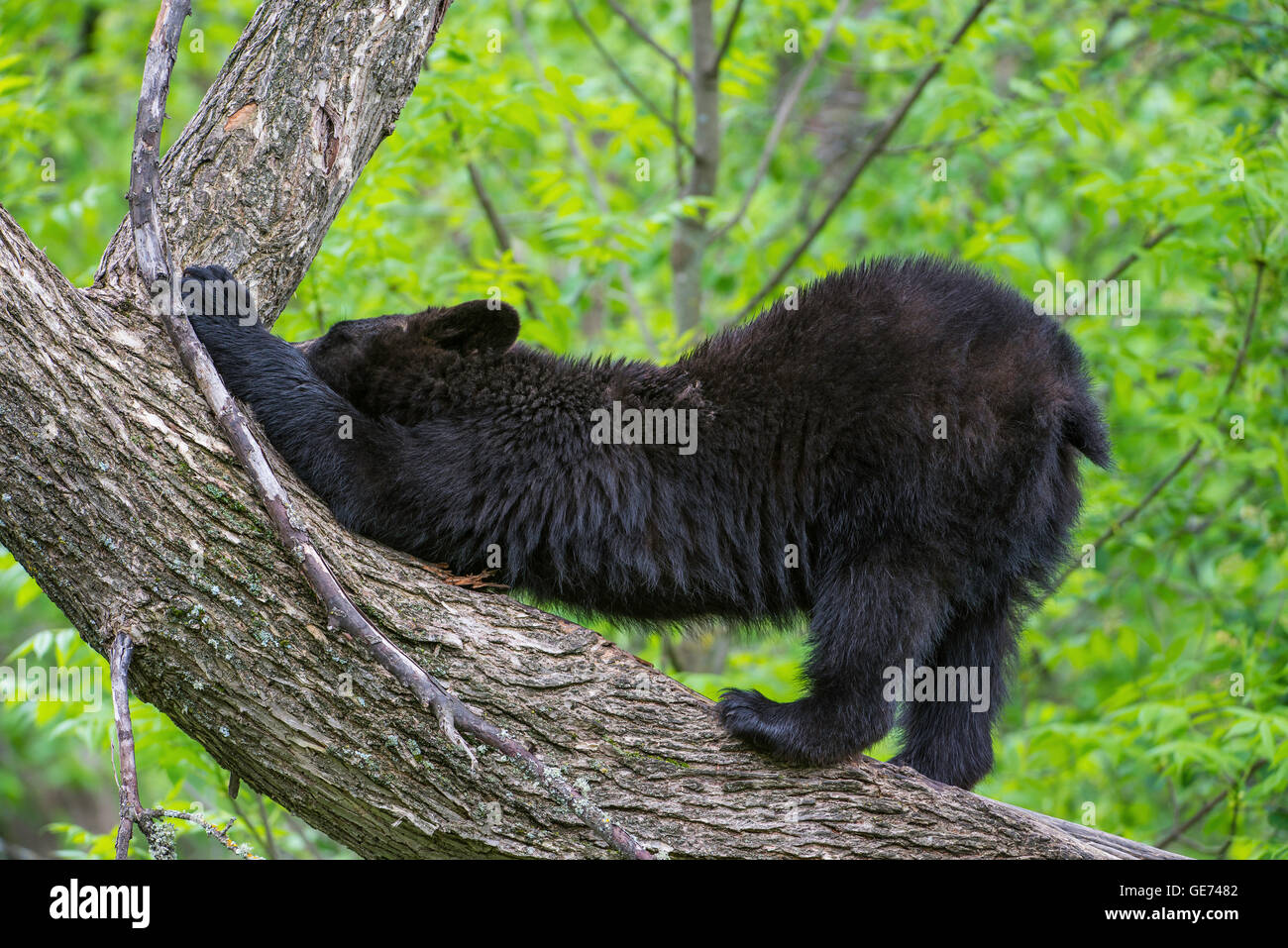 Black bear yearling Urus americanus in tree, stretching, North America ...