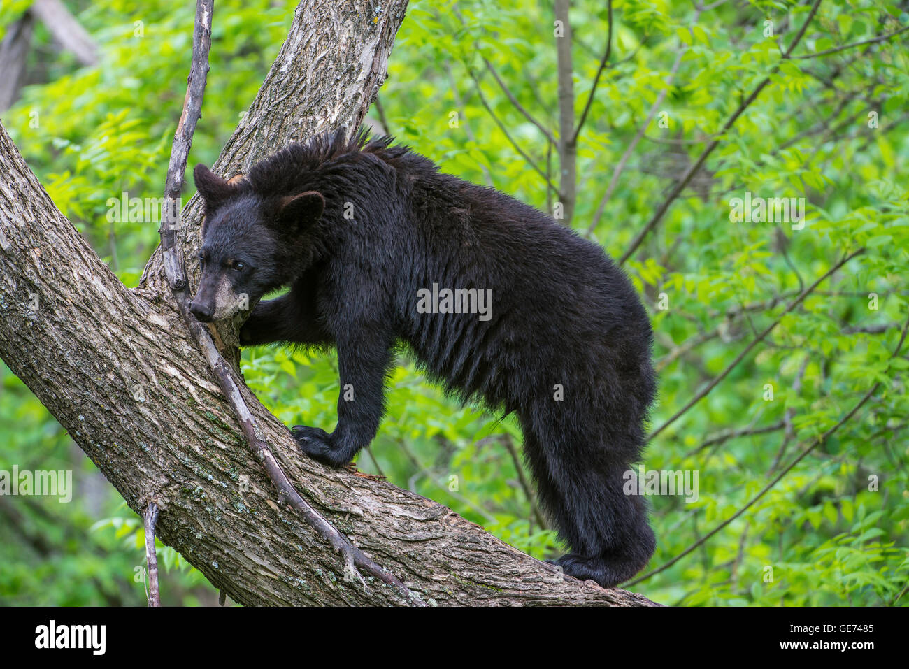 Black bear yearling hi-res stock photography and images - Alamy