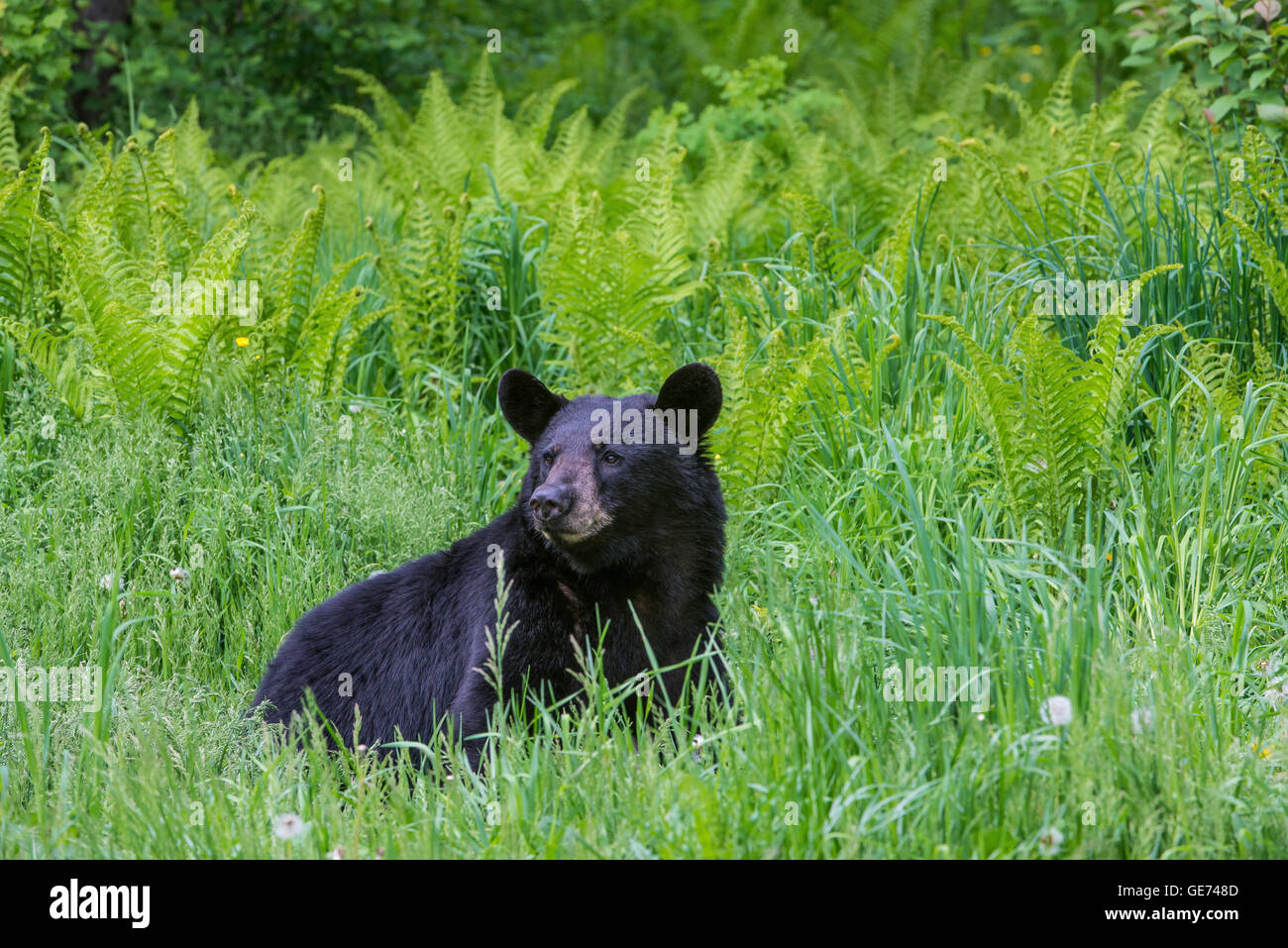 Black bear yearling Urus americanus,in meadow with ferns, North America ...