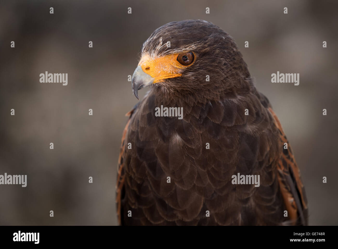 Harris hawk wild uk hi-res stock photography and images - Alamy