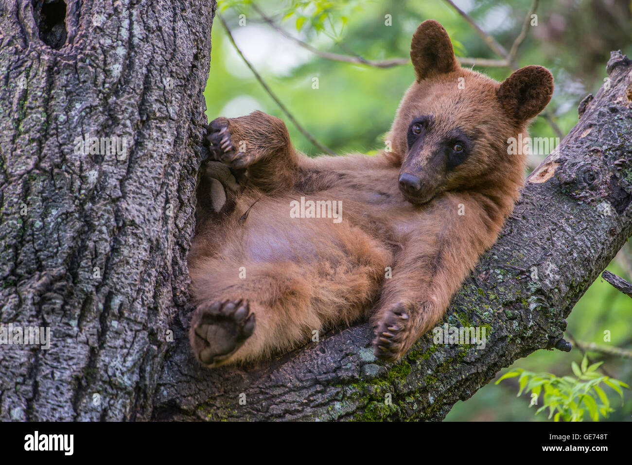 Black bear yearling cinnamon phase hi-res stock photography and images ...