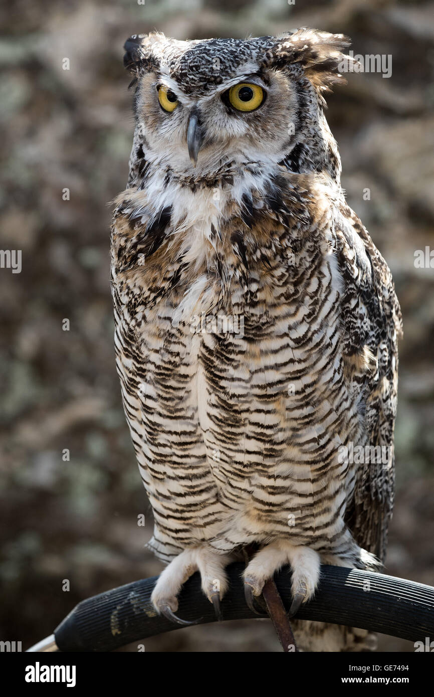 Great Horned Owl (Bubo virginianus), © Jason Richardson / Alamy Live ...