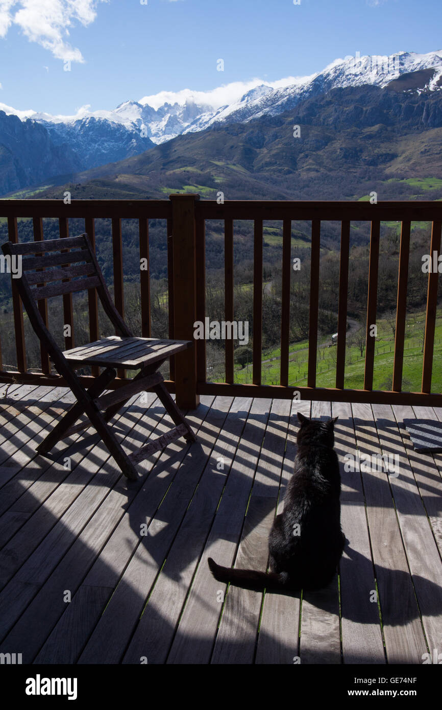 Cat admiring the view Stock Photo - Alamy