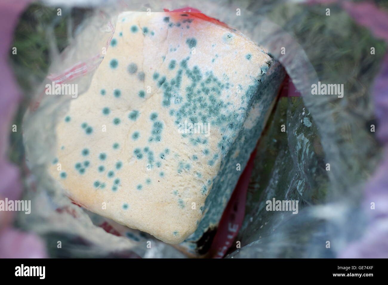 Mold moldy mold hi-res stock photography and images - Alamy
