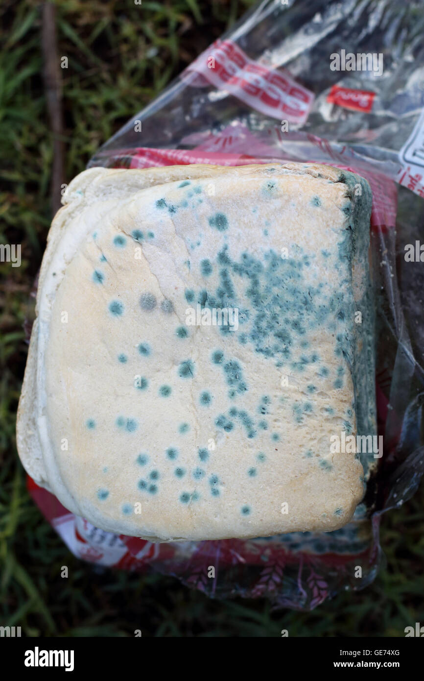 Moldy white bread Stock Photo - Alamy