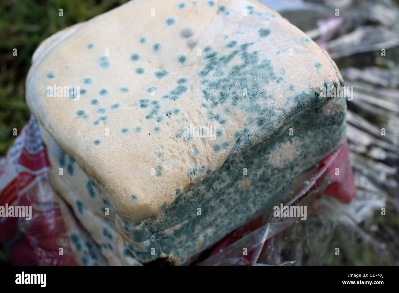 Moldy slices of bread hi-res stock photography and images - Alamy