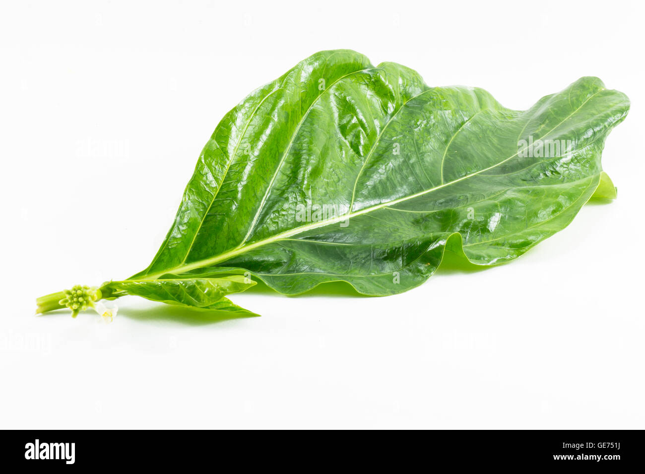 Noni leaf isolated on white background.Noni fruit is herb and leaves ...