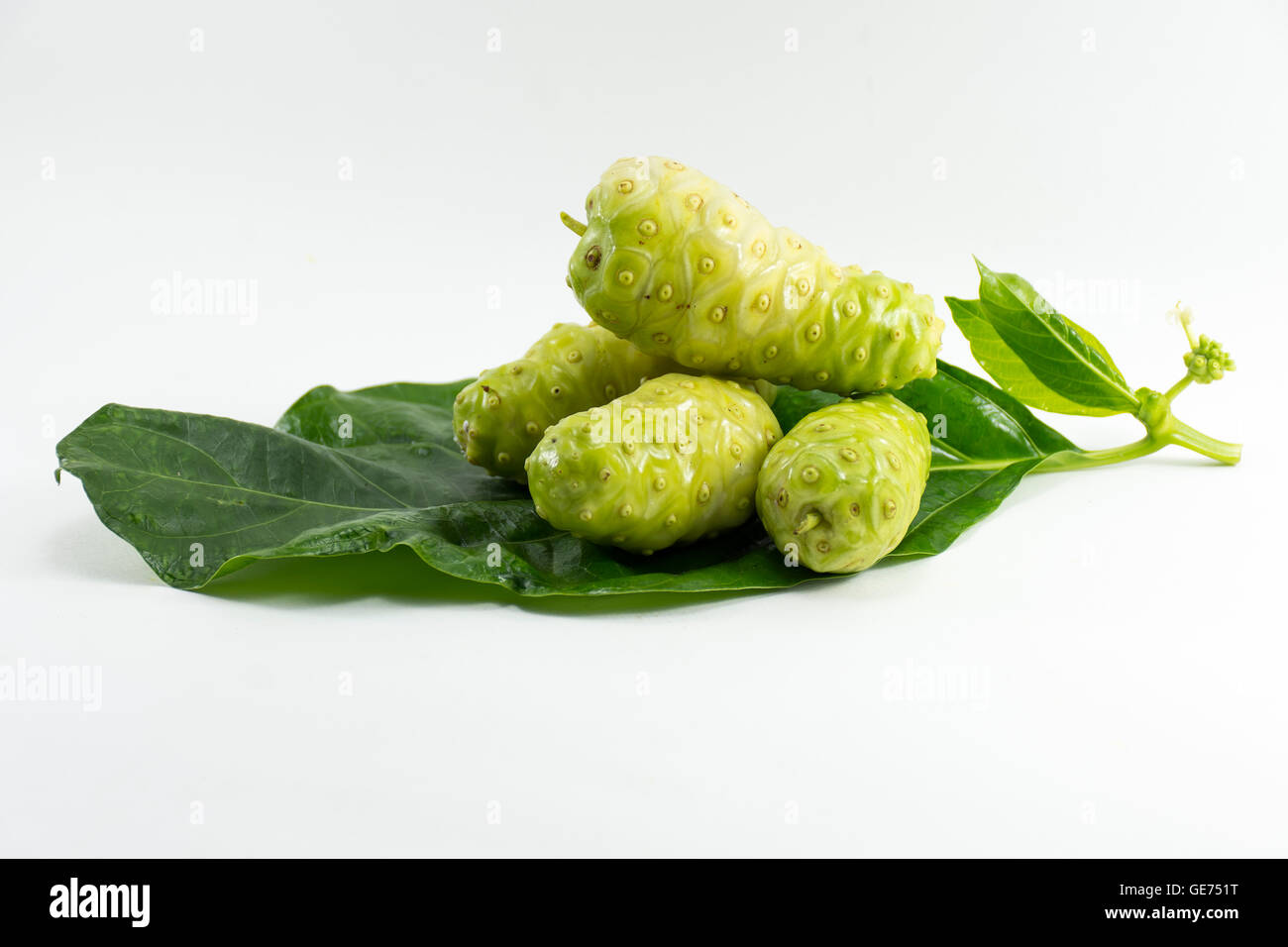 Noni fruit isolated on white background.Fruit for health and herb Stock ...