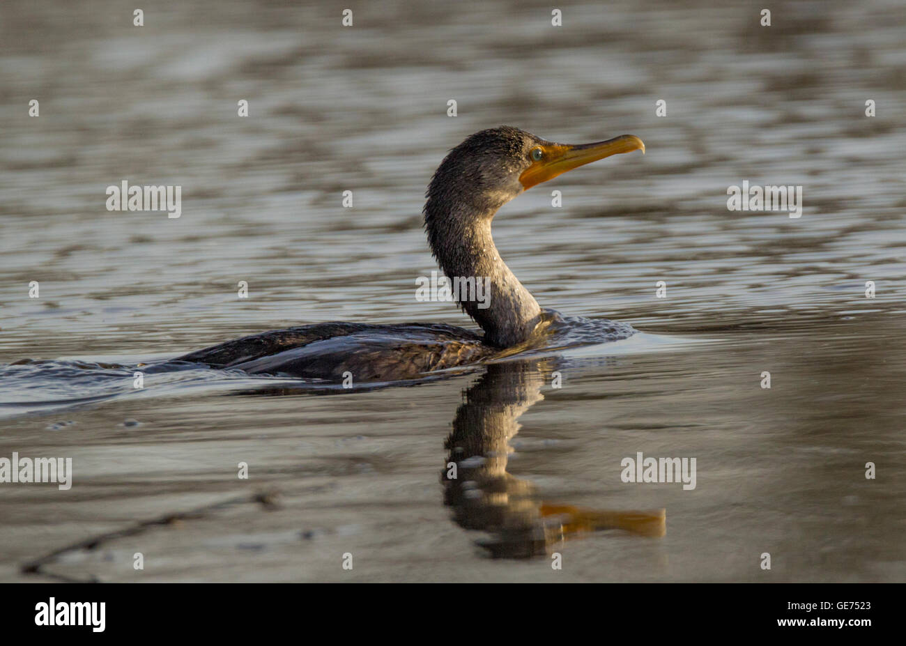 Cormorant hunting party hi-res stock photography and images - Alamy
