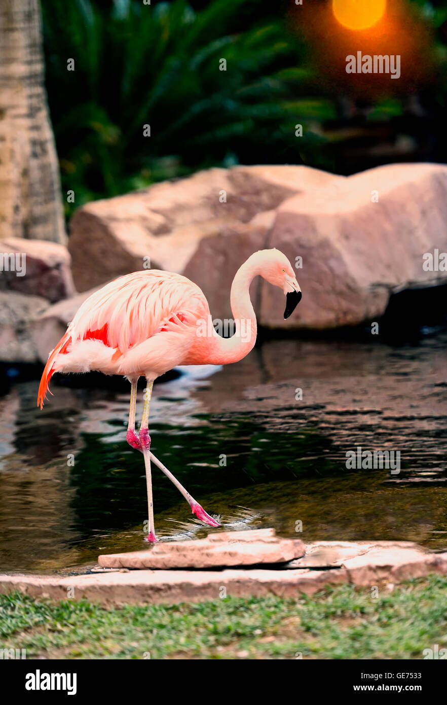 Pink Flamingo Walking Sunset High Resolution Stock Photography and ...