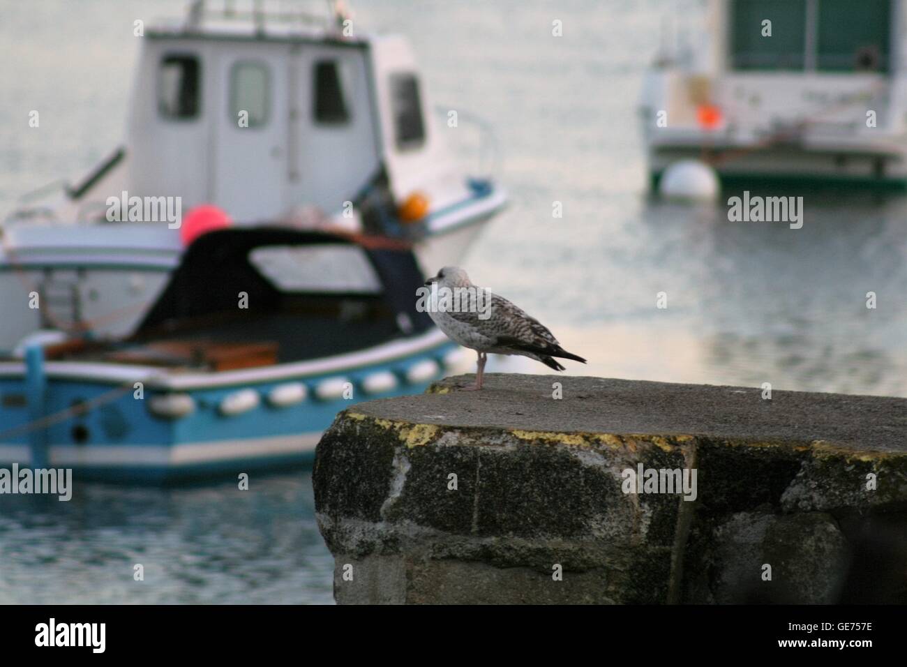 seagull in harbour Stock Photo - Alamy