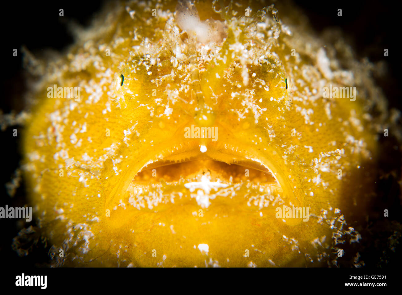 A Yellow Hairy Frogfish - Antennarius striatus - hides amongst algae ...