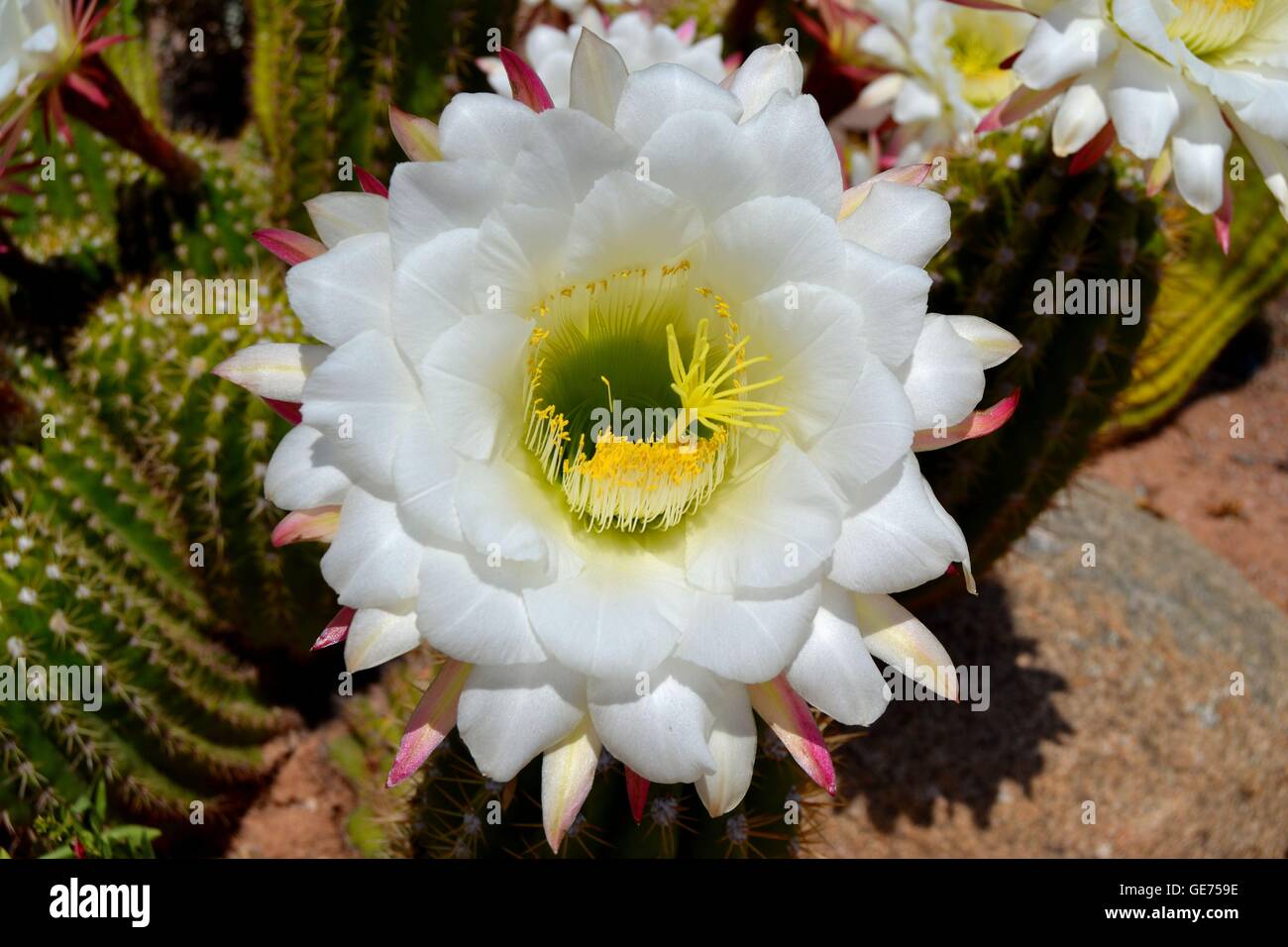 White desert flower hi-res stock photography and images - Alamy